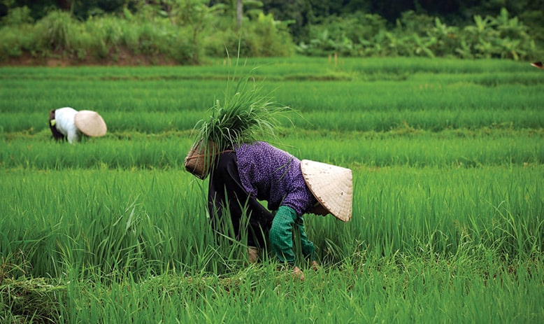 La riziculture : comment l'Asie s'est-elle construite autour du riz ...