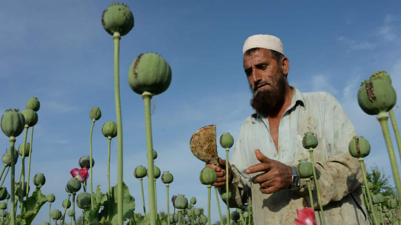 Guerre de l'opium : histoire, causes et conséquences actuelles